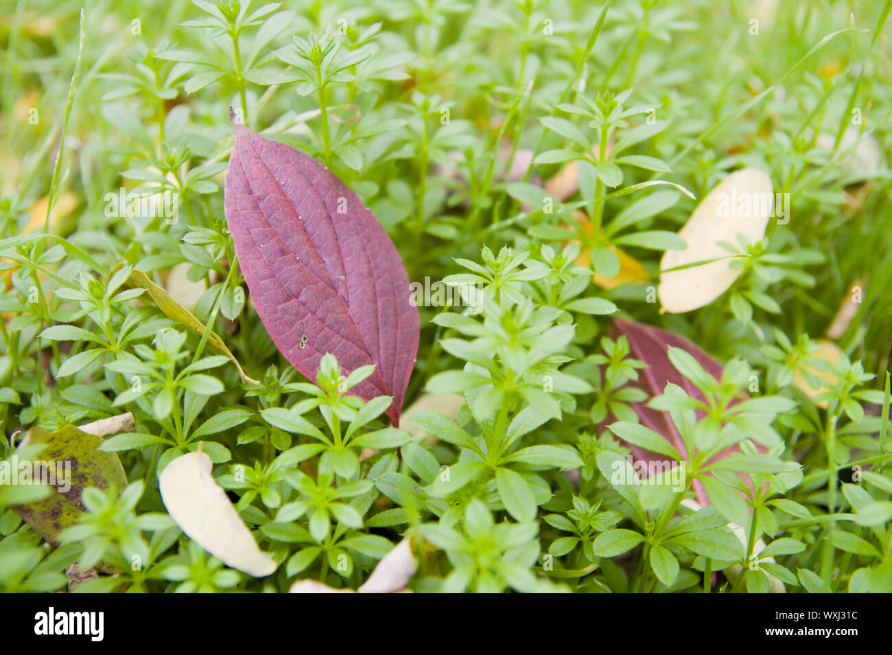 red leaf in green grass Stock Photo - Alamy