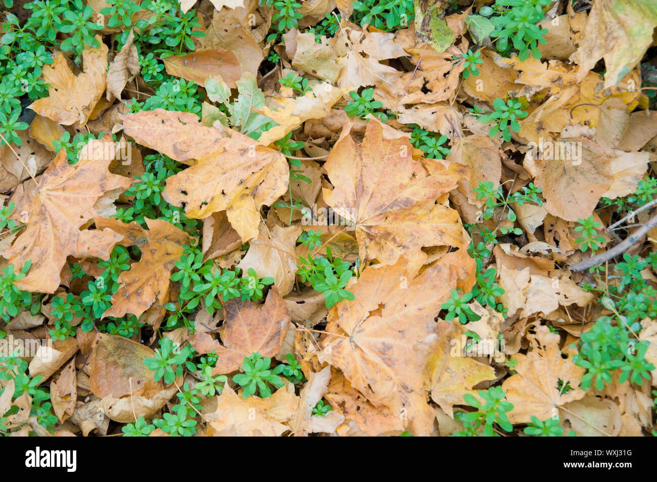 yellow leavs and green grass Stock Photo - Alamy