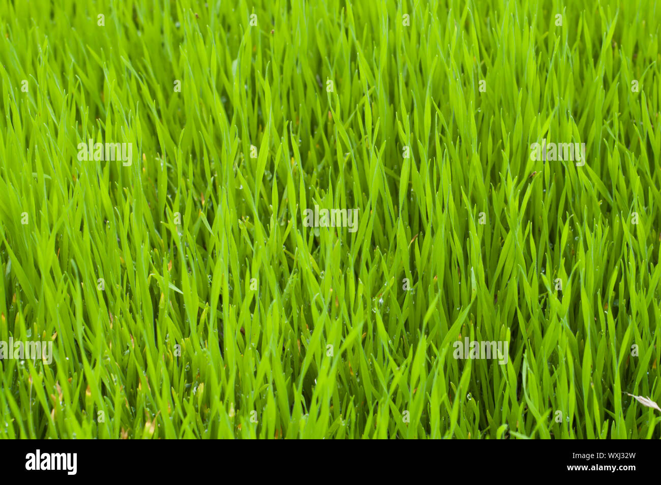 beautiful green lawn grass Stock Photo - Alamy