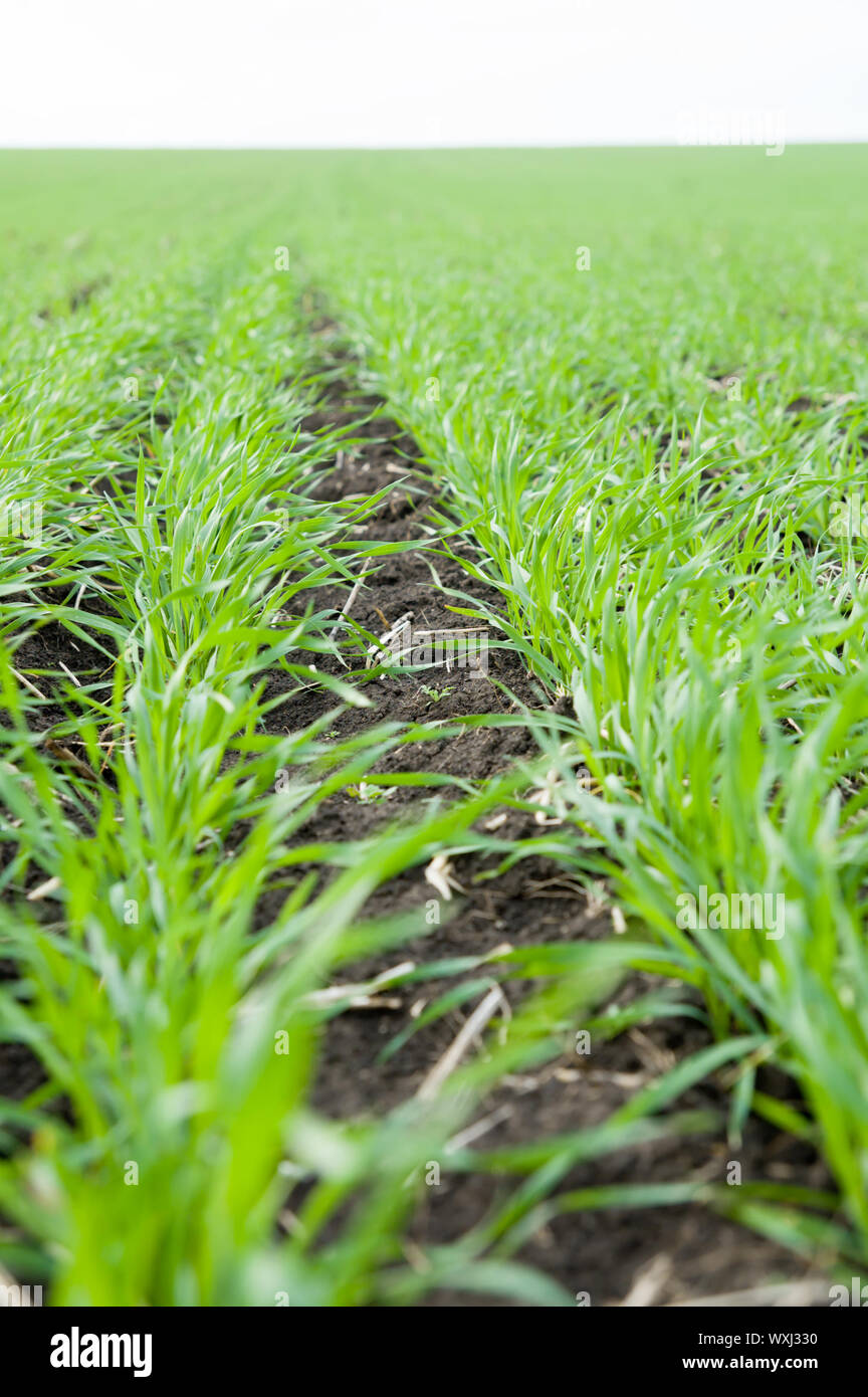Rows of turf hi-res stock photography and images - Alamy