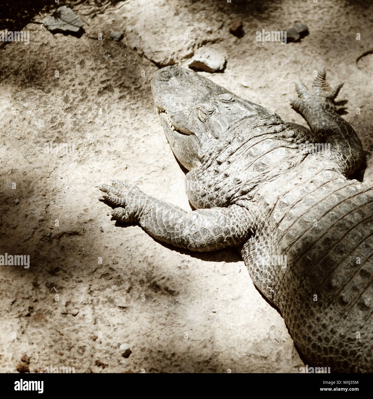Alligator on sand hi-res stock photography and images - Alamy