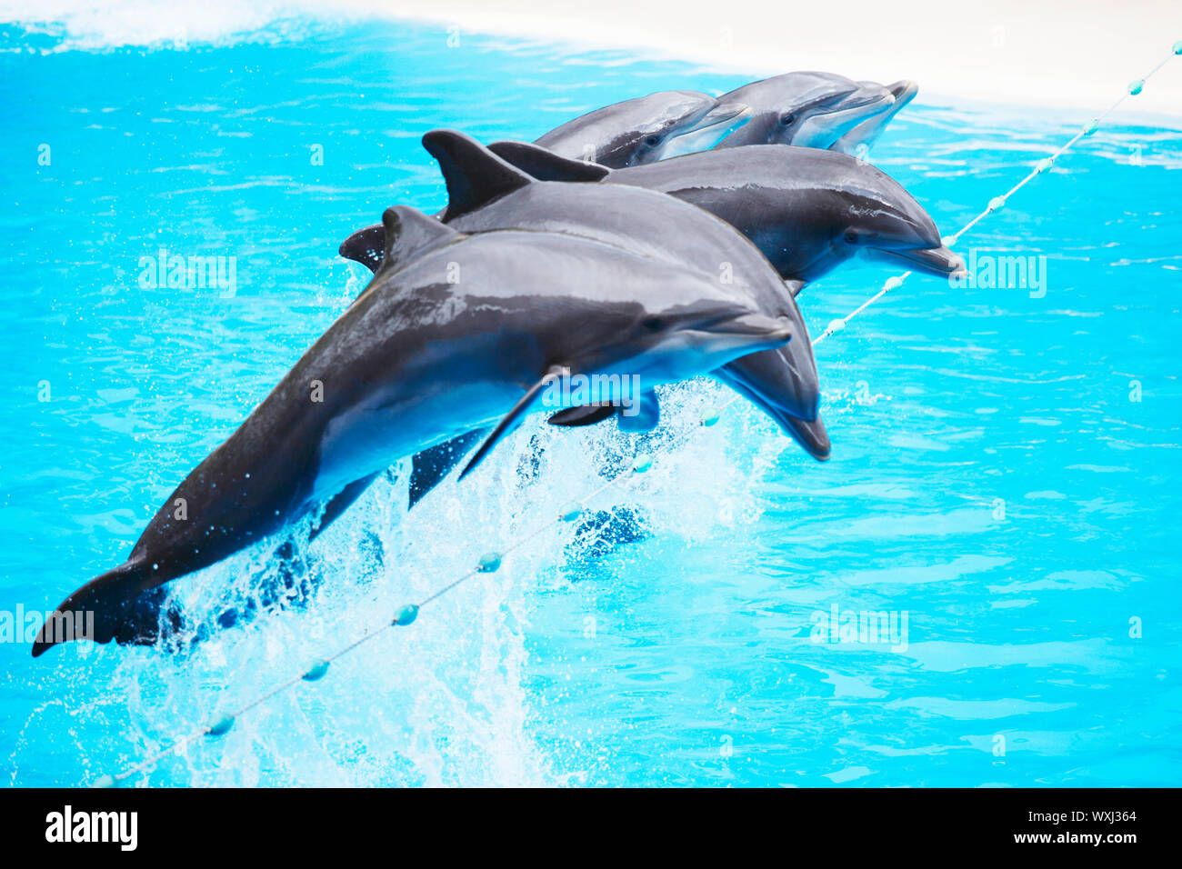 Dolphins dance hi-res stock photography and images - Alamy