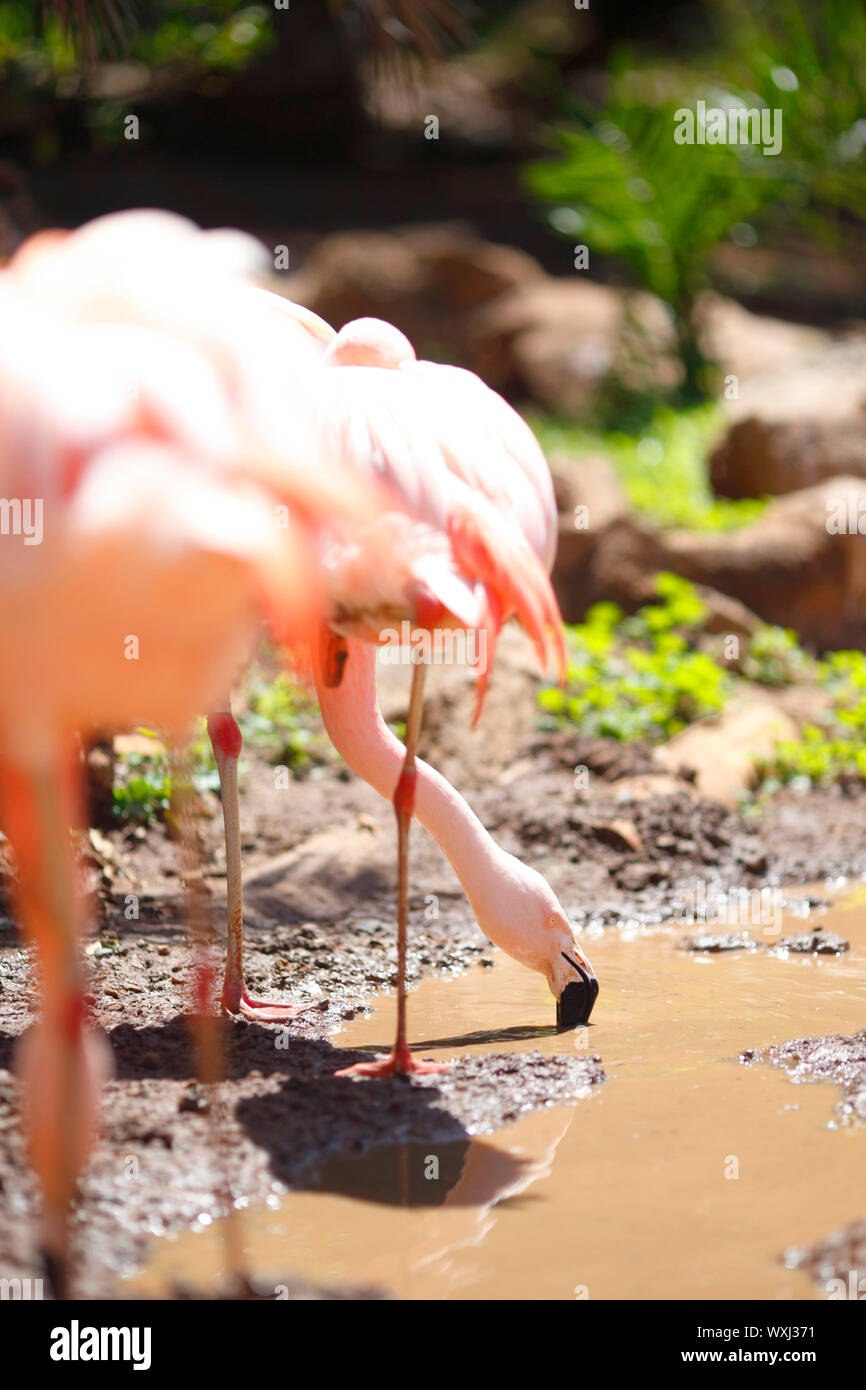 Pink flamingos looking for food Stock Photo - Alamy