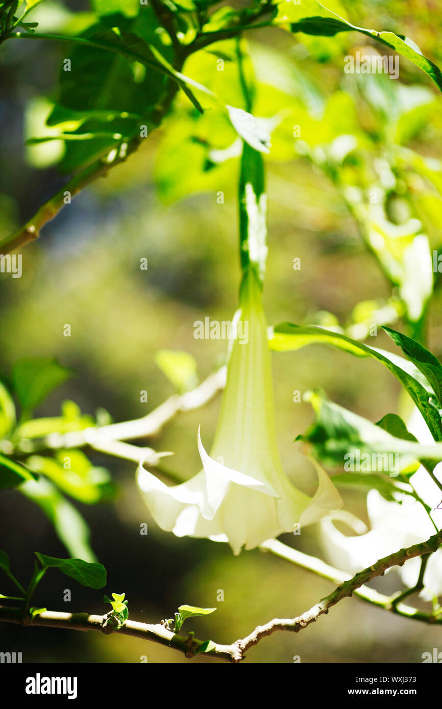 Batata plant hi-res stock photography and images - Alamy