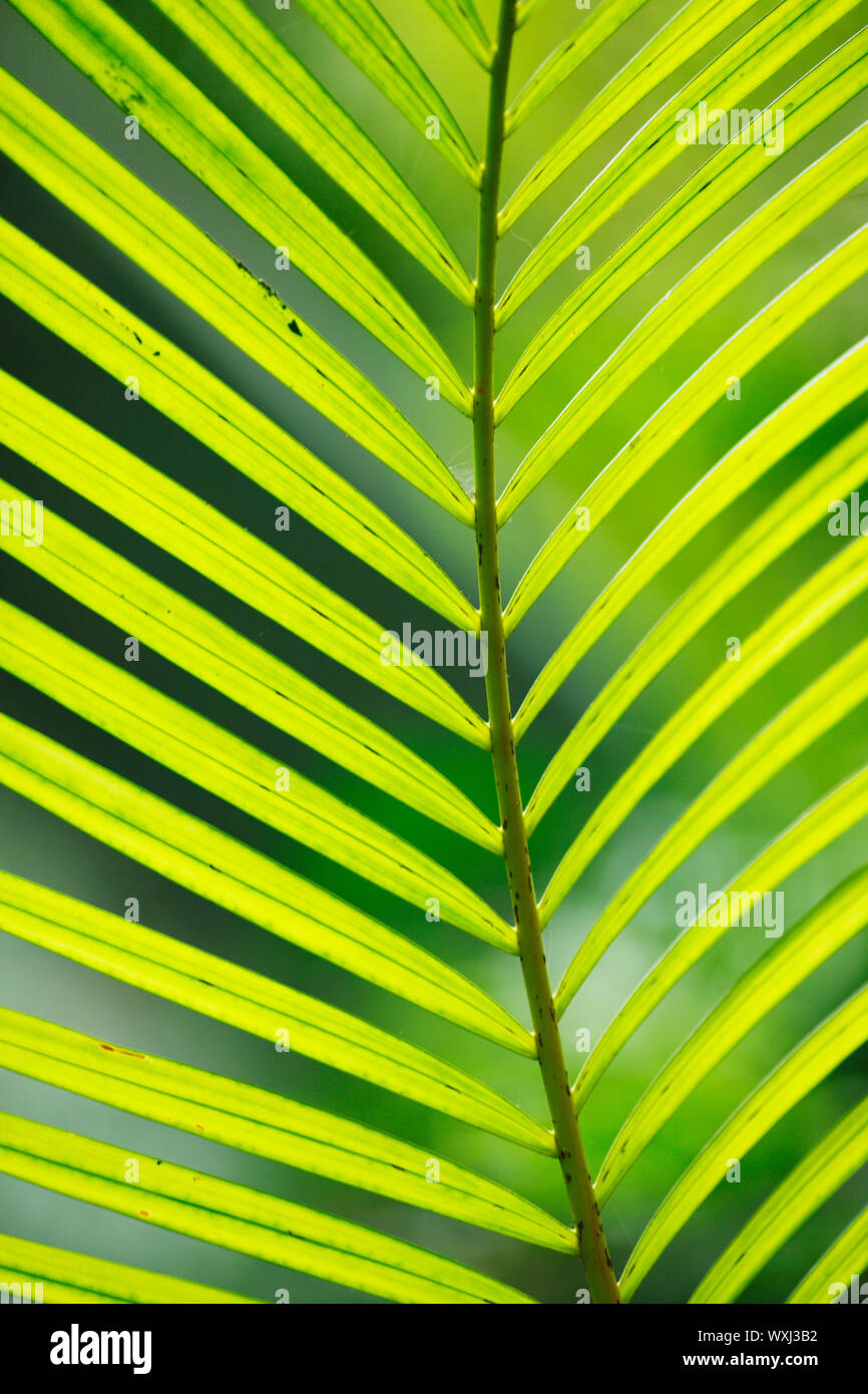 Palm tree leaf in sunlight close-up Stock Photo - Alamy