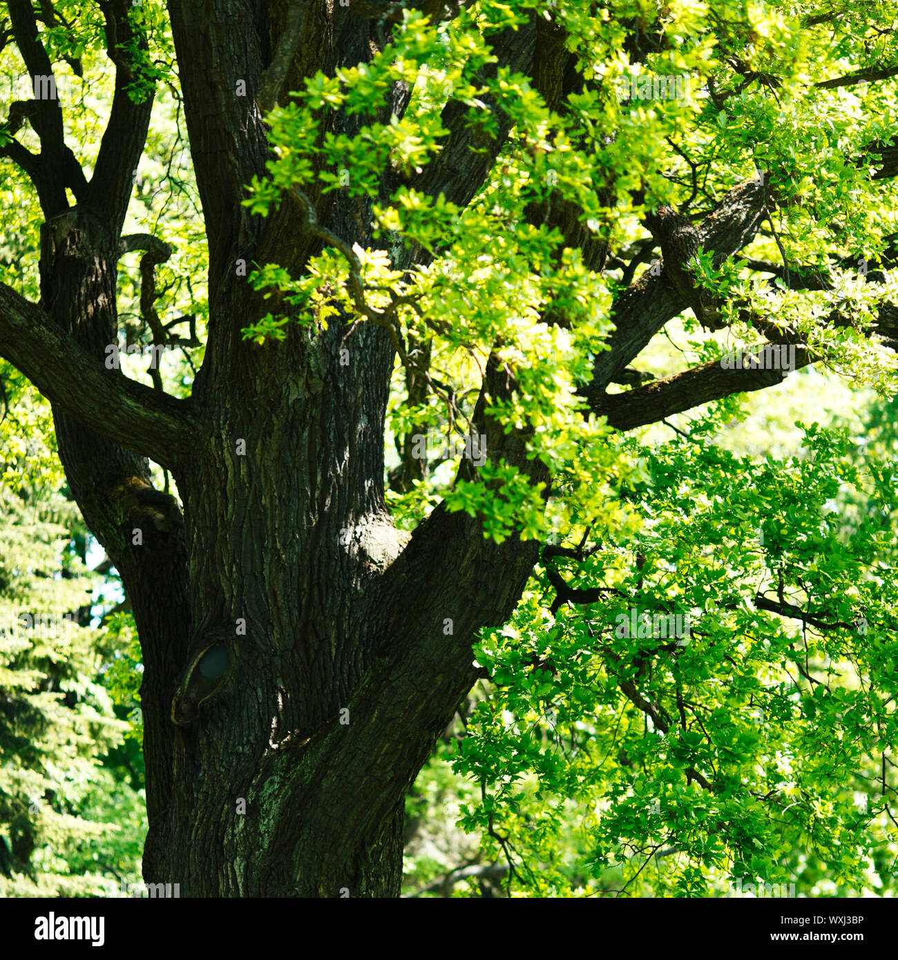 Beautiful oak branch at sunny day Stock Photo - Alamy