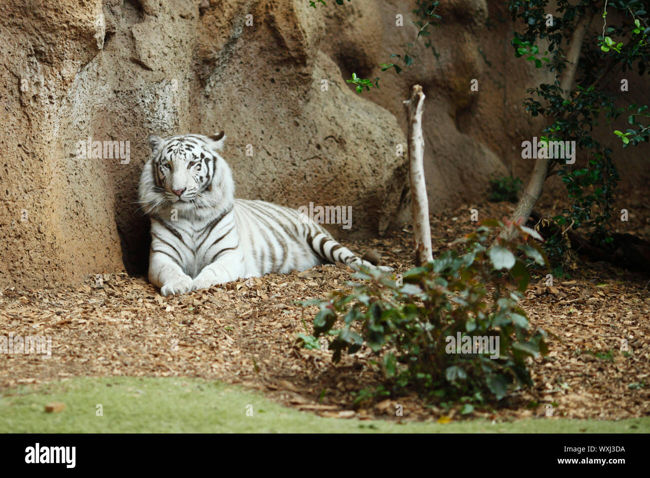 White tiger on rock background Stock Photo - Alamy
