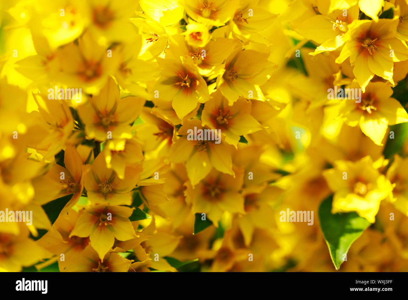 Abstract yellow flowers close-up outdoors Stock Photo - Alamy