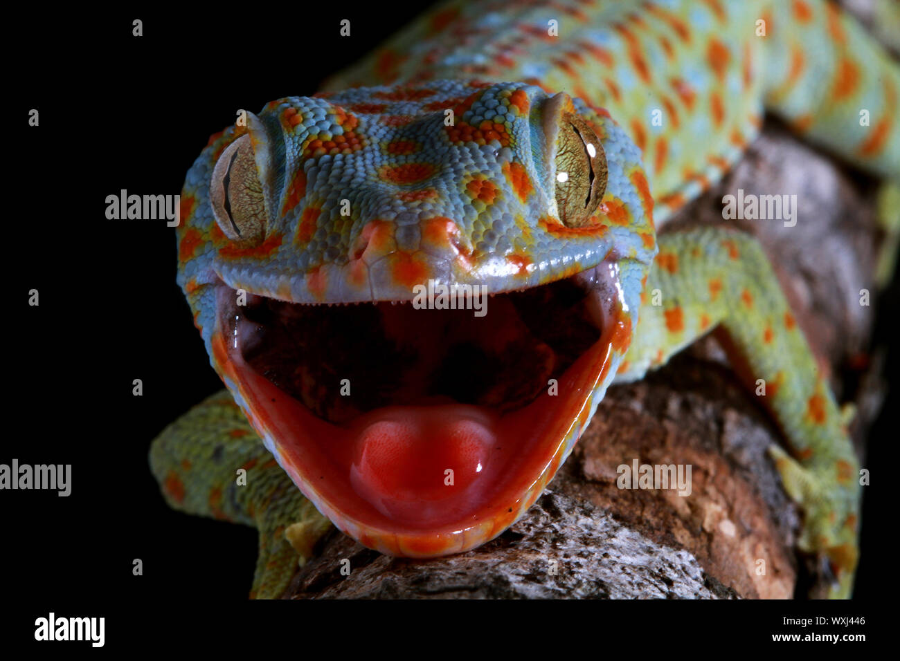 Close-up of a Tokay gecko with an open mouth, Indonesia Stock Photo - Alamy