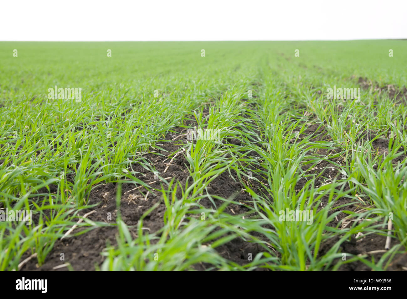 rows of fall wheat Stock Photo - Alamy