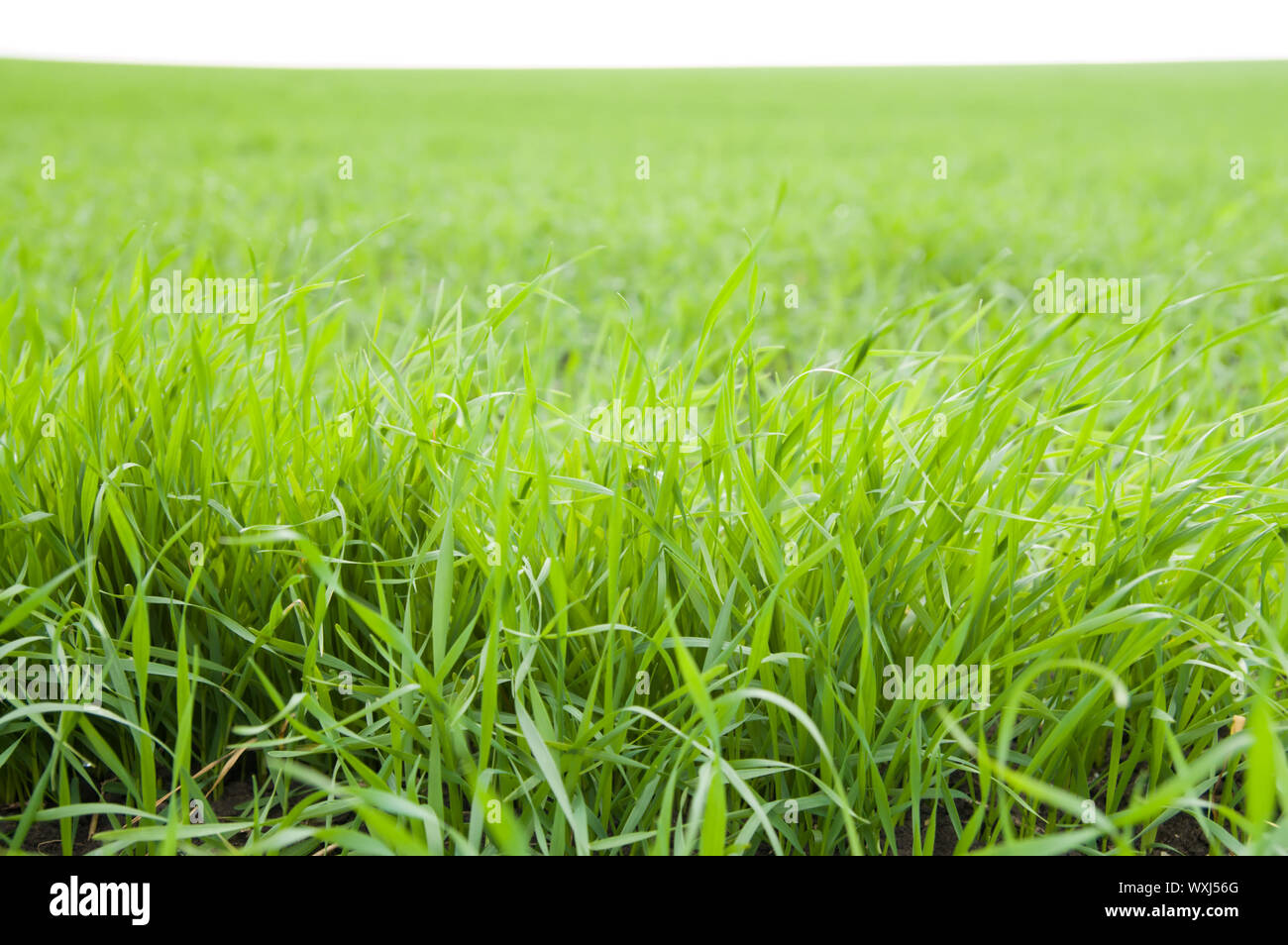 green grass of winter field Stock Photo - Alamy