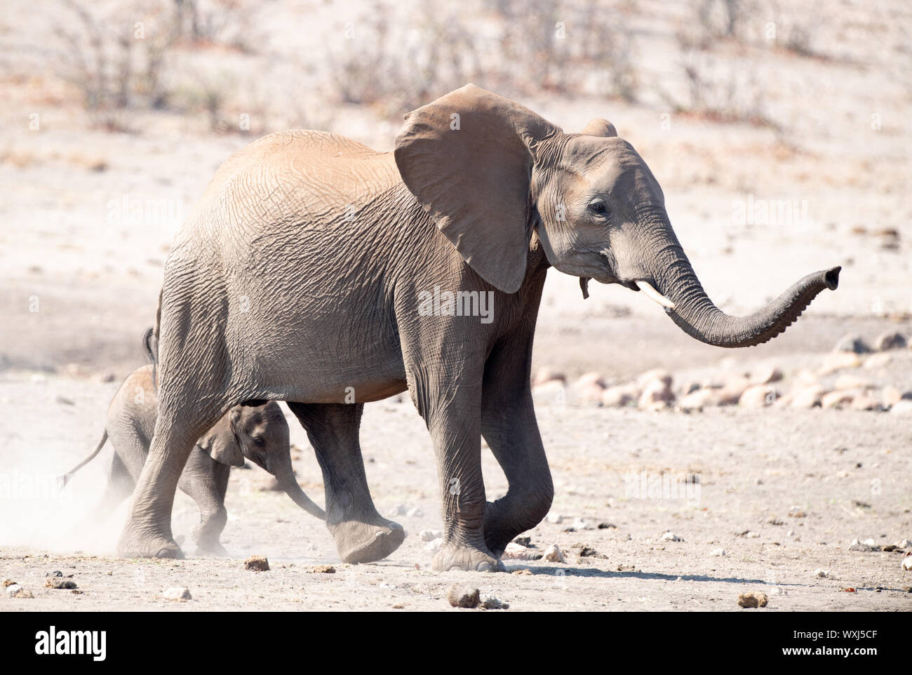 Female elephant with young hi-res stock photography and images - Alamy