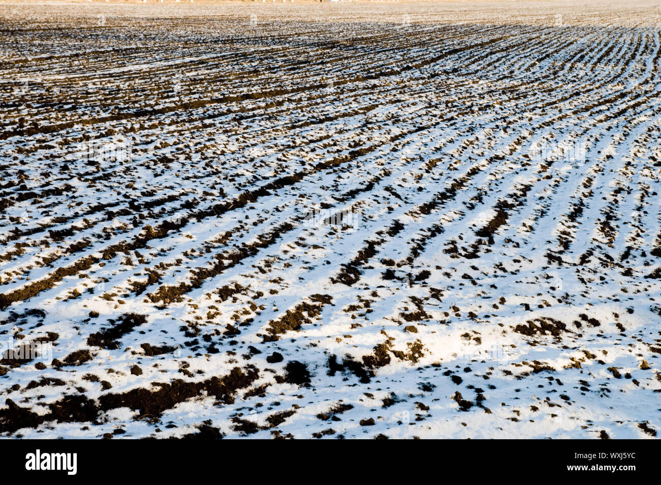 field in winter with snow Stock Photo - Alamy