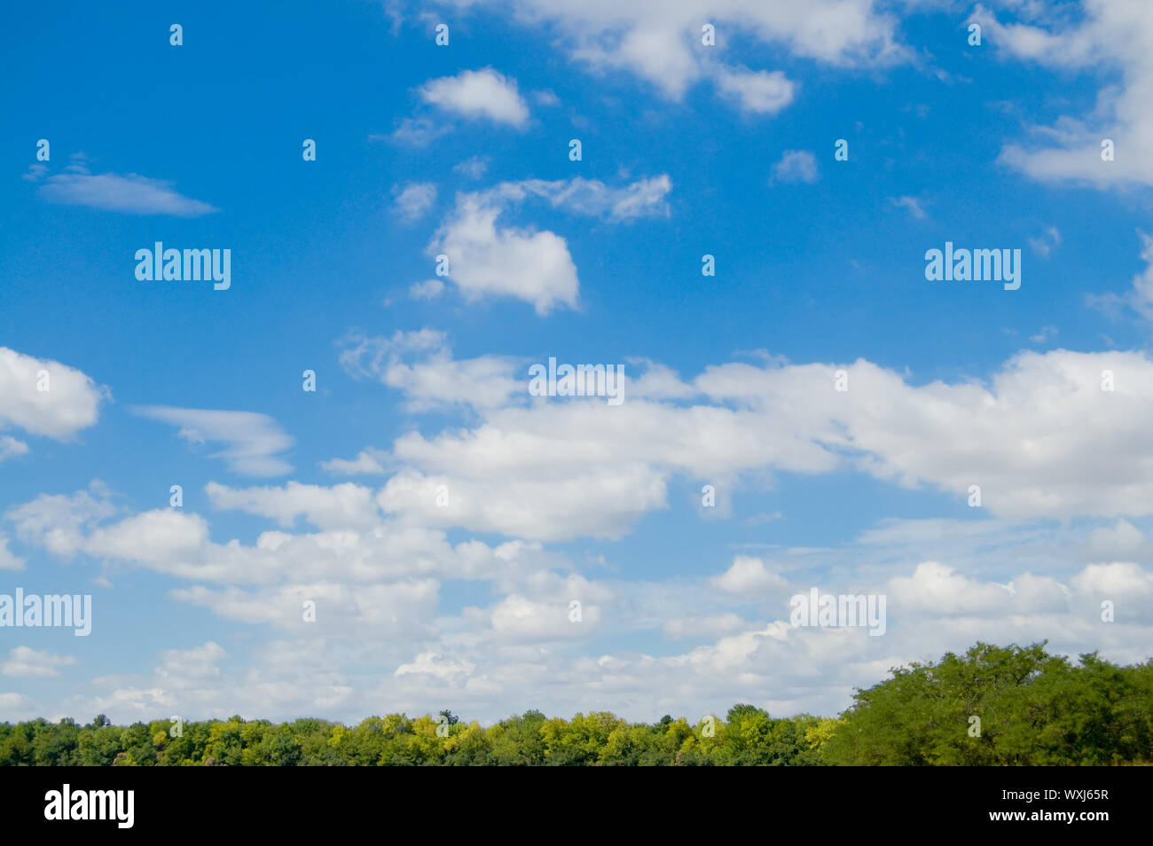 dark blue sky above a forest Stock Photo - Alamy