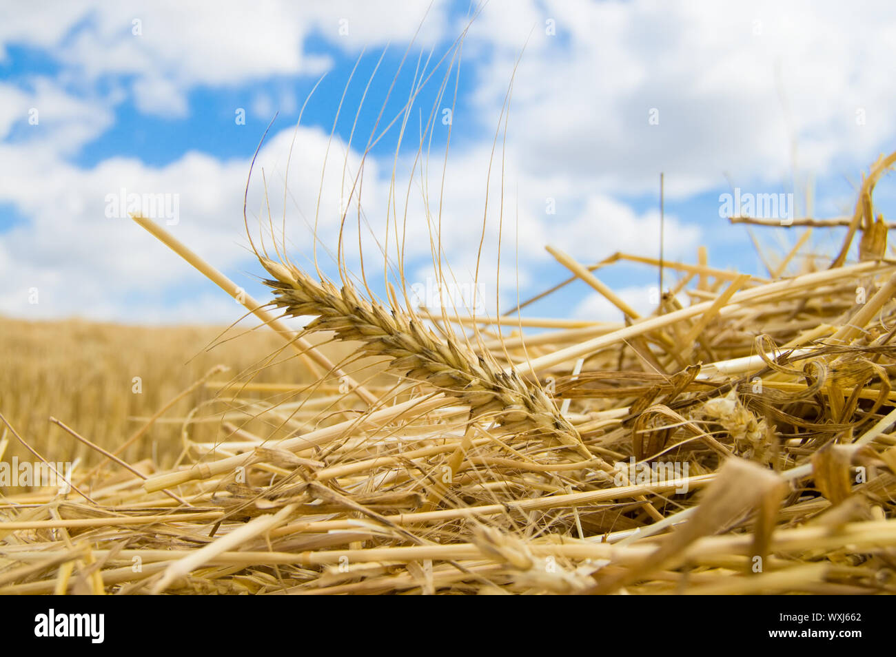 Straw Windrows High Resolution Stock Photography and Images - Alamy