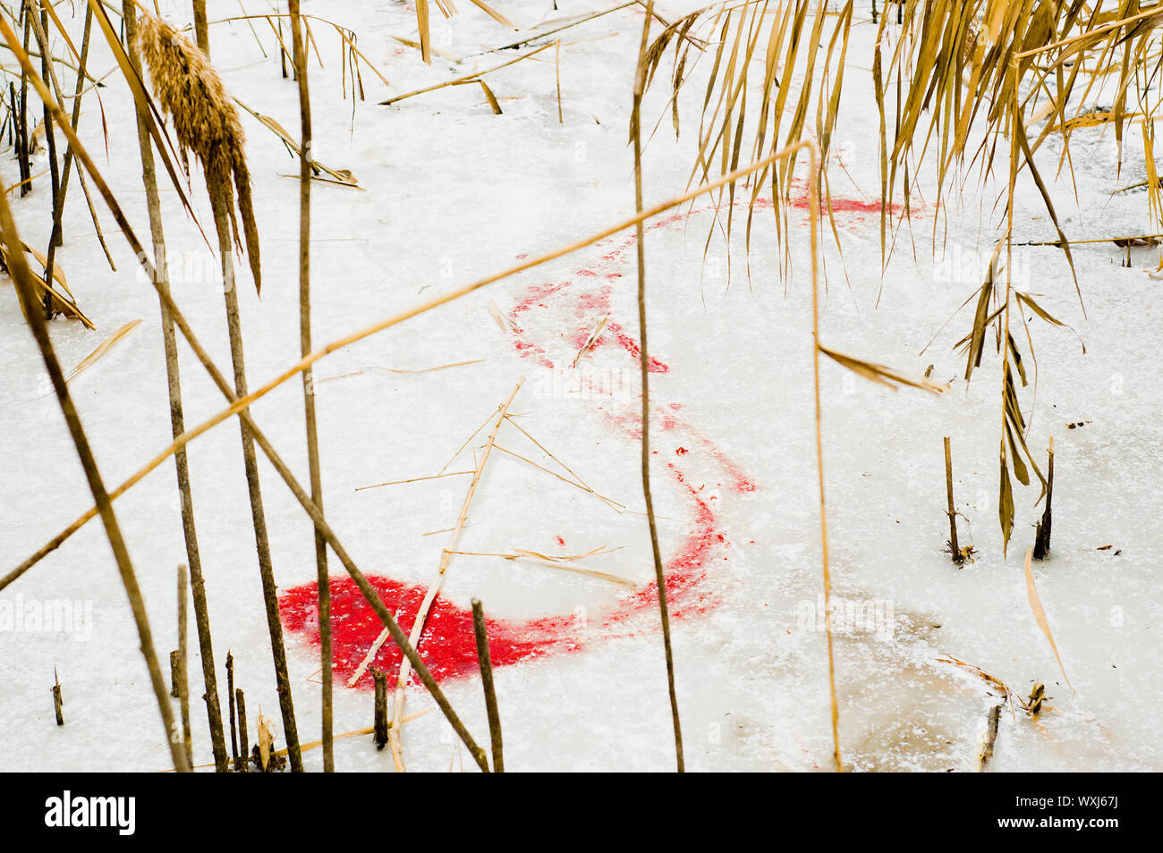 Animals bleed hi-res stock photography and images - Alamy