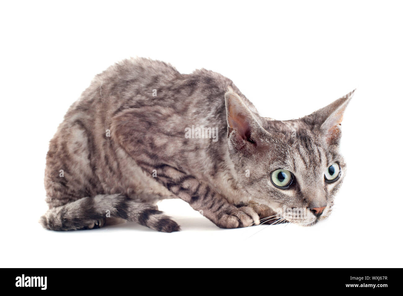 portrait of a purebred devon rex cat on a white background Stock Photo ...