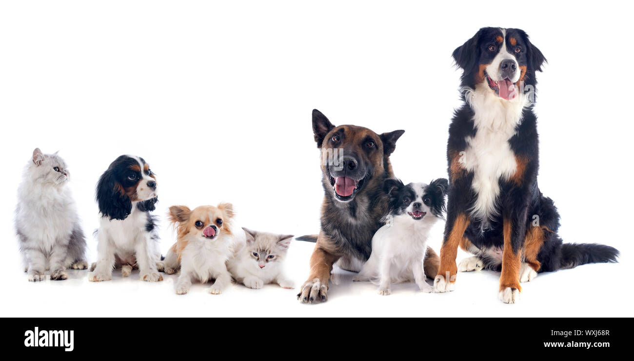seven dogs and cat in front of white background Stock Photo - Alamy