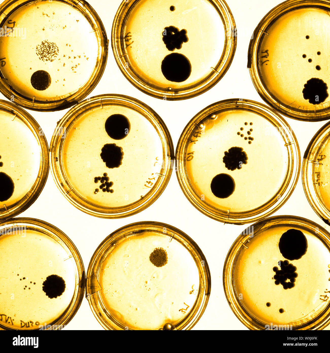 Petri Dish Bacteria Experiment Petri Dish With Bacteria, Living