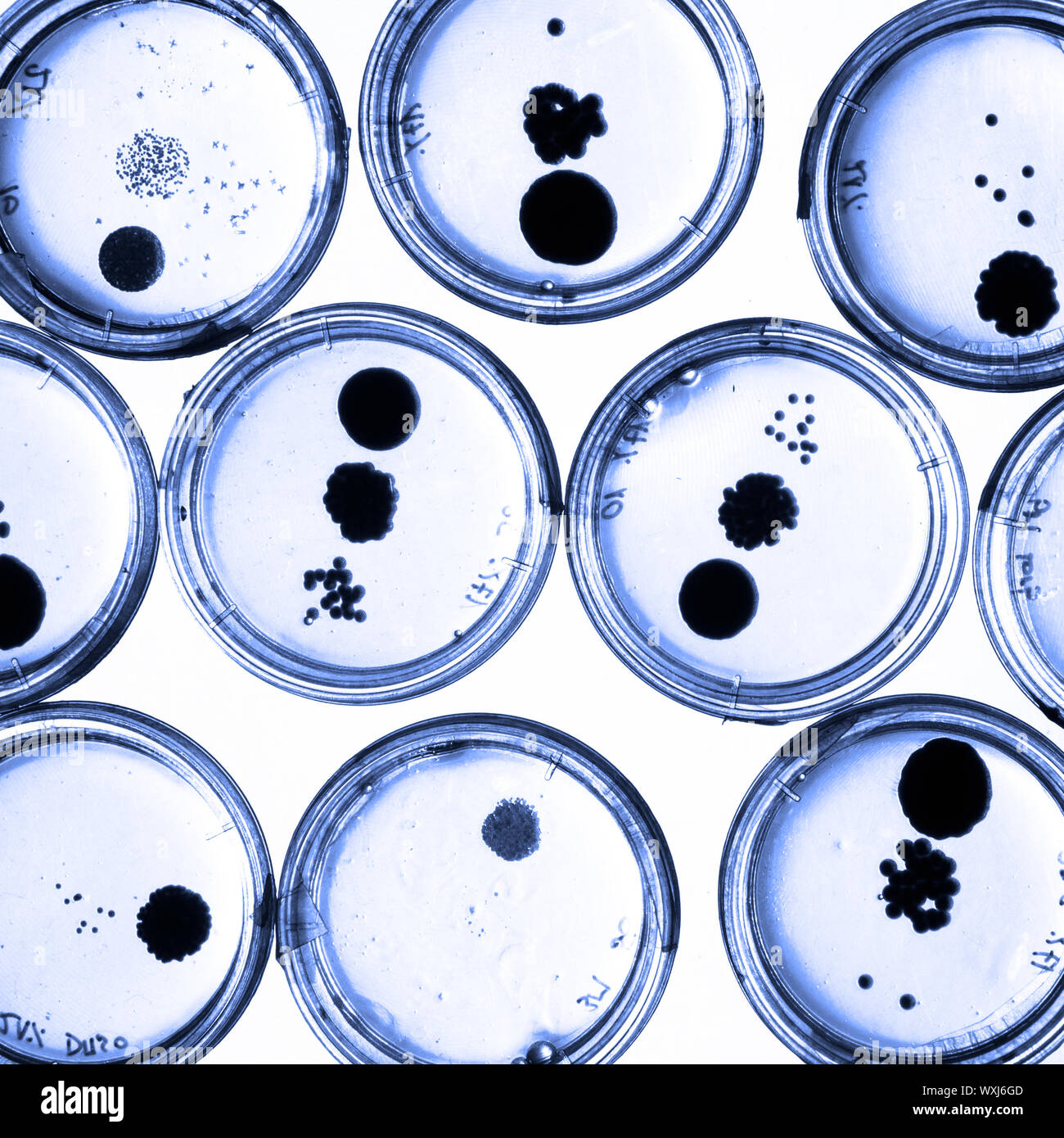 Growing Bacteria in Petri Dishes on agar gel as a part of scientific ...