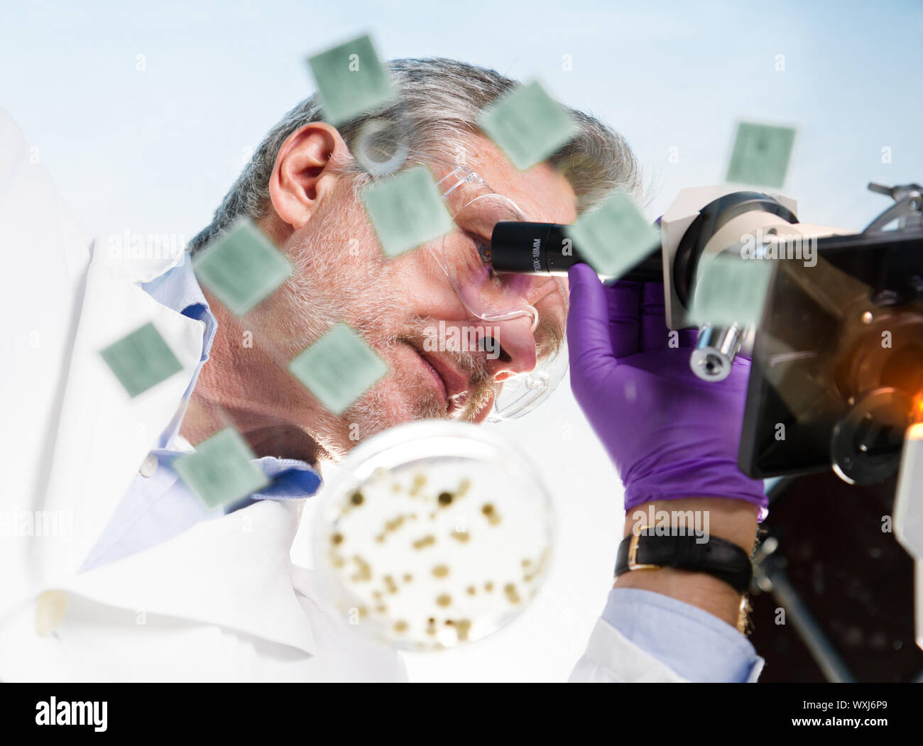 Focused senior life science professional routine screening the ...