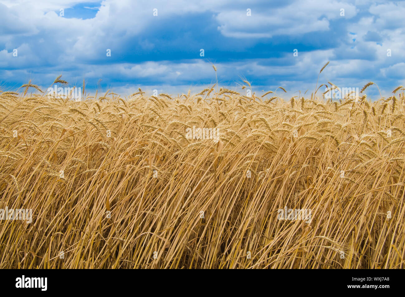 field of ripe wheat gold color south Ukraine Stock Photo - Alamy