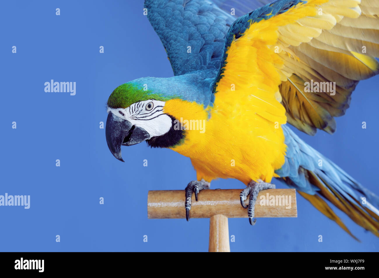 Blue and yellow macaw parrot studio shot Stock Photo - Alamy