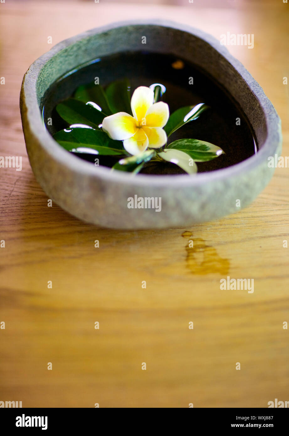 SPA Theme. Frangipani flower on bowl Stock Photo - Alamy