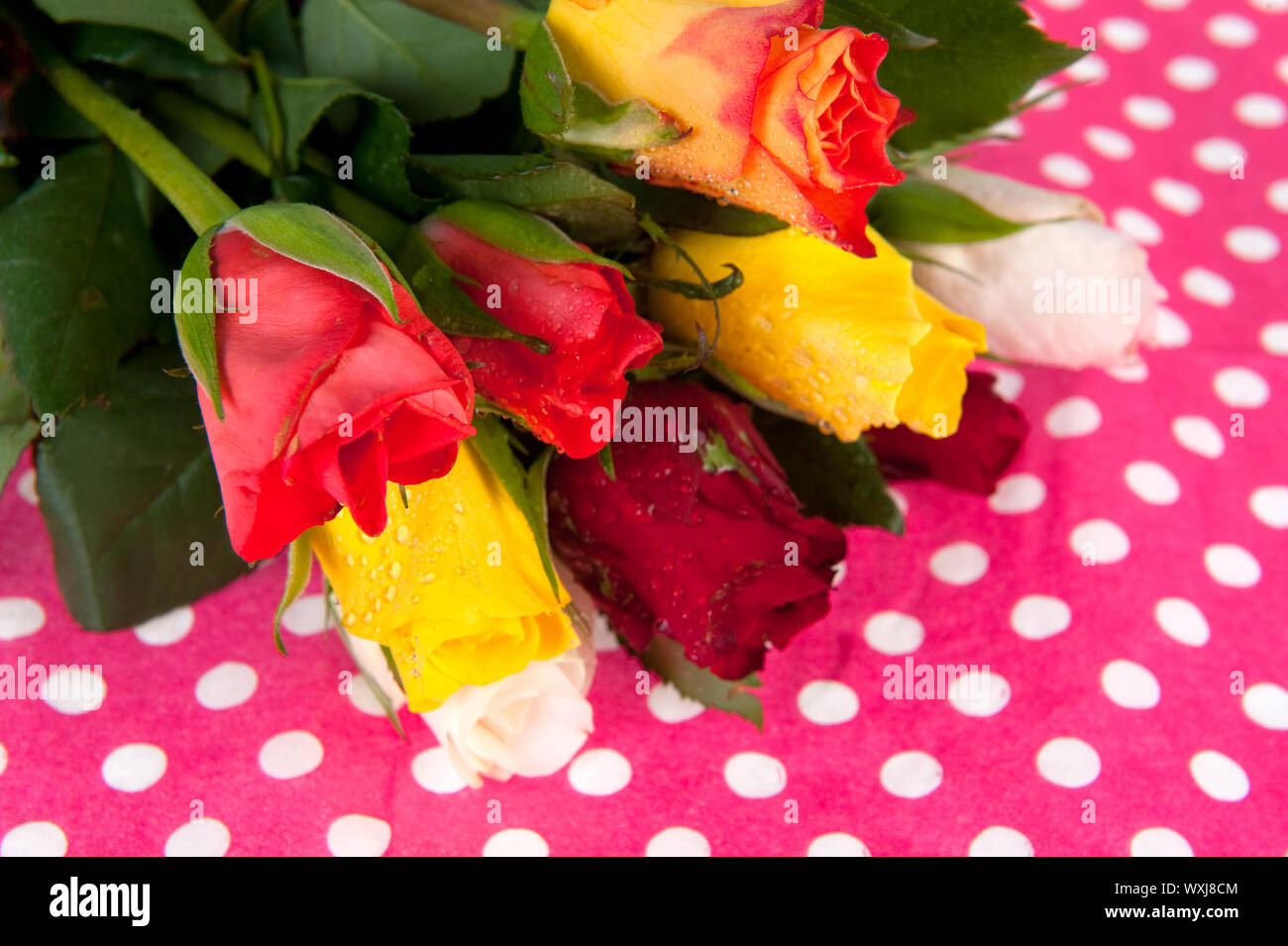 Colorful bouquet of mixed roses on pink spotted cloth Stock Photo - Alamy