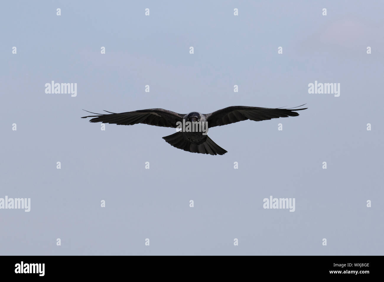 Eurasian Jackdaw (Corvus monedula) in flight, seen head-on. Germany ...