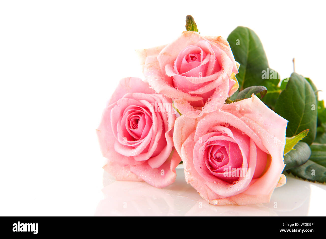 Three pink roses water hi-res stock photography and images - Alamy