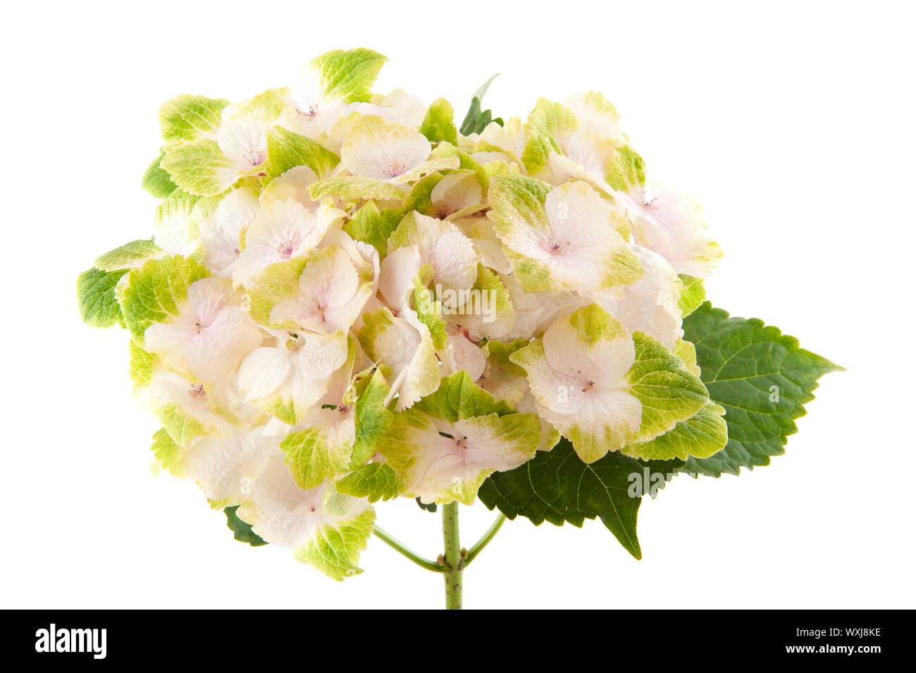 white nature Hydrangea background with water drops Stock Photo - Alamy