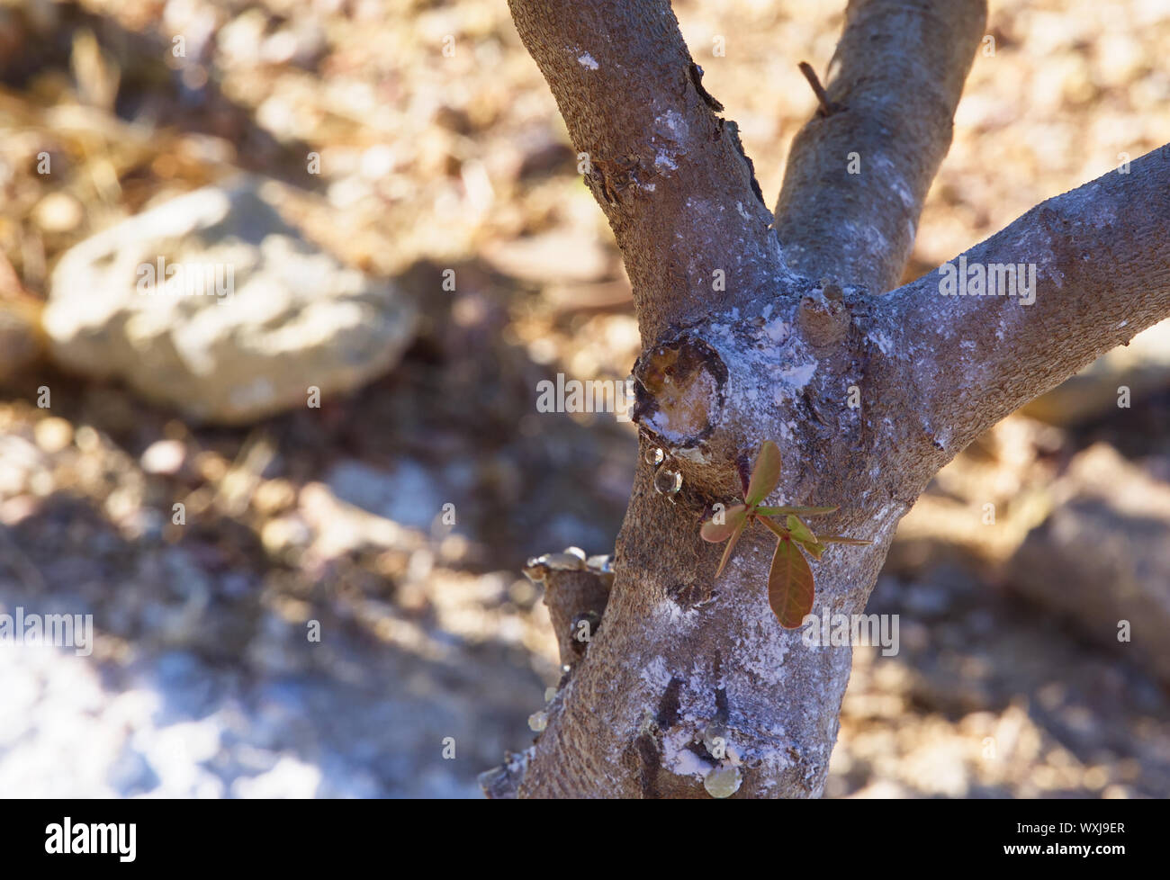 Mastic tree hi-res stock photography and images - Alamy