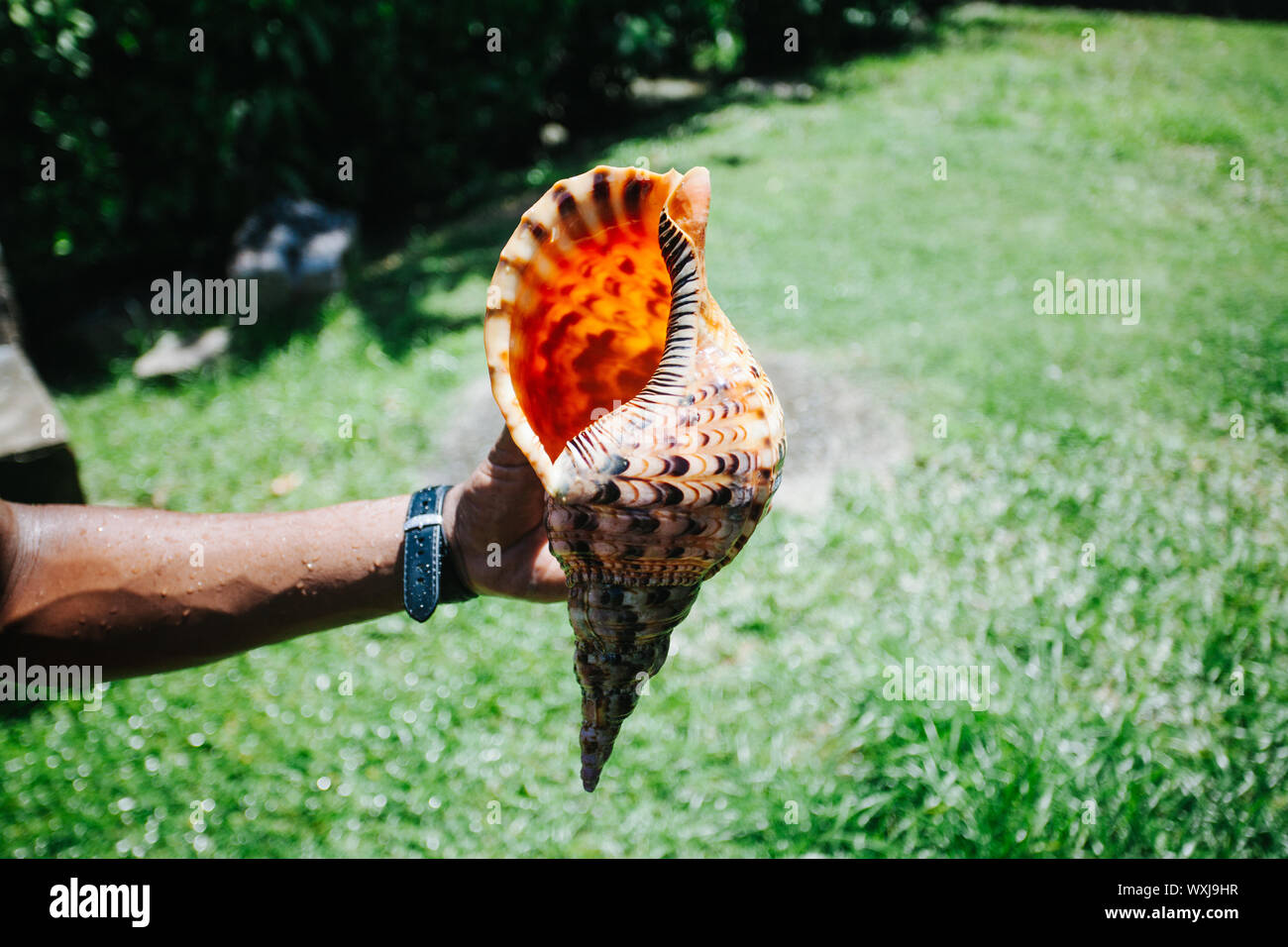 Man standing in a garden holding a seashell, Seychelles Stock Photo - Alamy