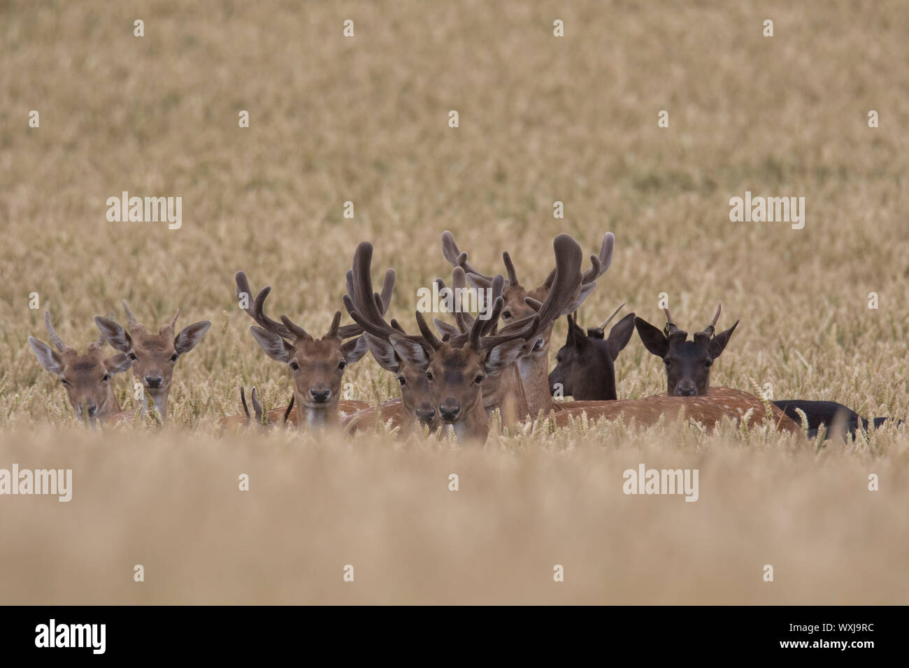 Fallow Deer (Cervus dama, Dama dama). Bucks in a corn field. Scania ...