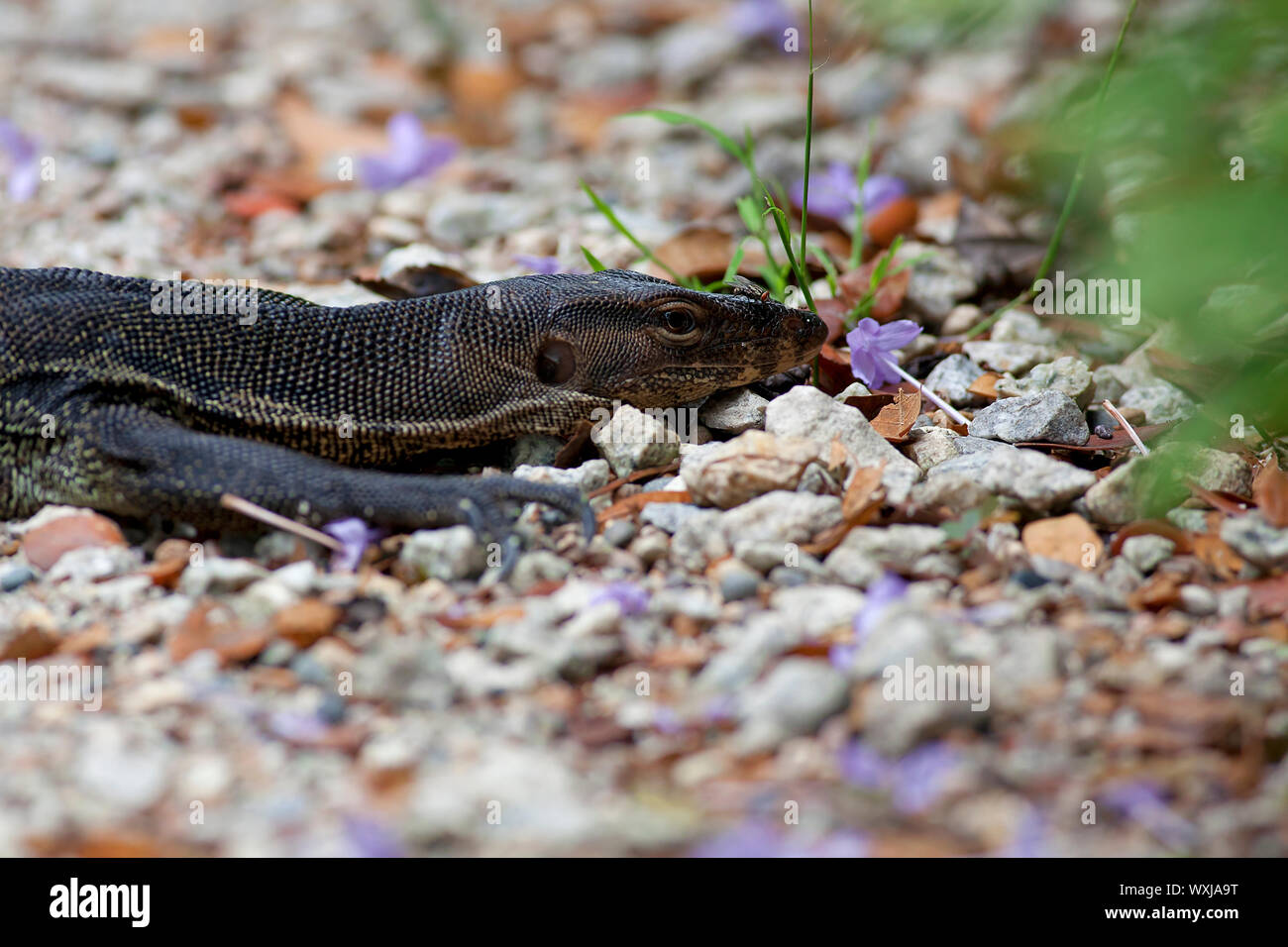 Portrait of a Lizard lying on the ground Stock Photo - Alamy