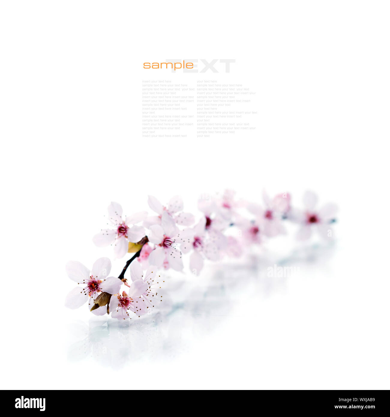 Pink cherry blossom sakura on white (with easy removable sample text ...