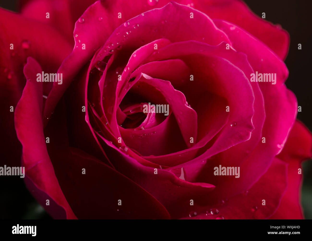 Beautiful pink rose on dark background Stock Photo - Alamy