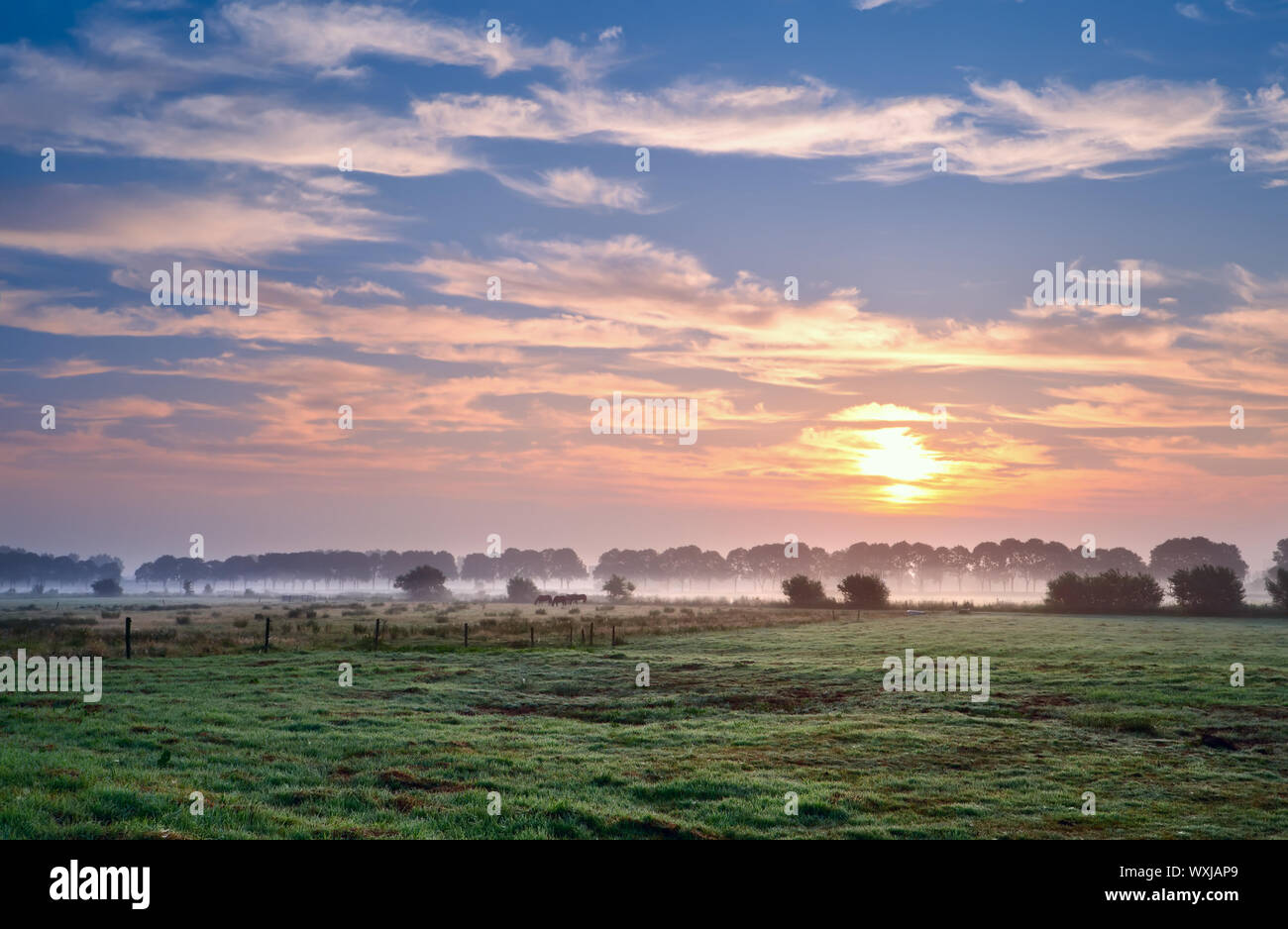 summer sunrise over Dutch pastora, Groningen, Netherlands Stock Photo ...