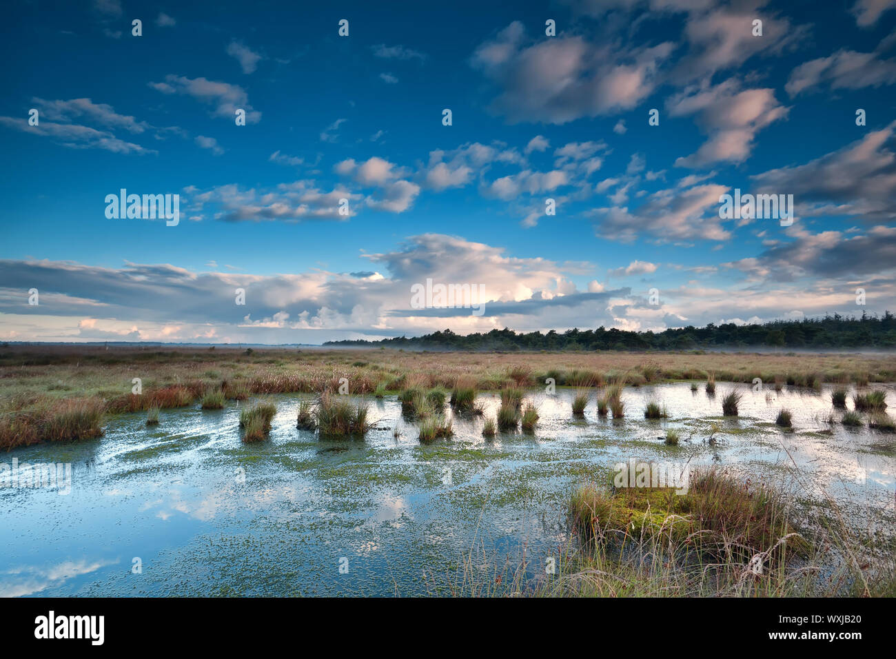 blue sky reflected in swamp water, Fochteloerveen, Netherlands Stock ...