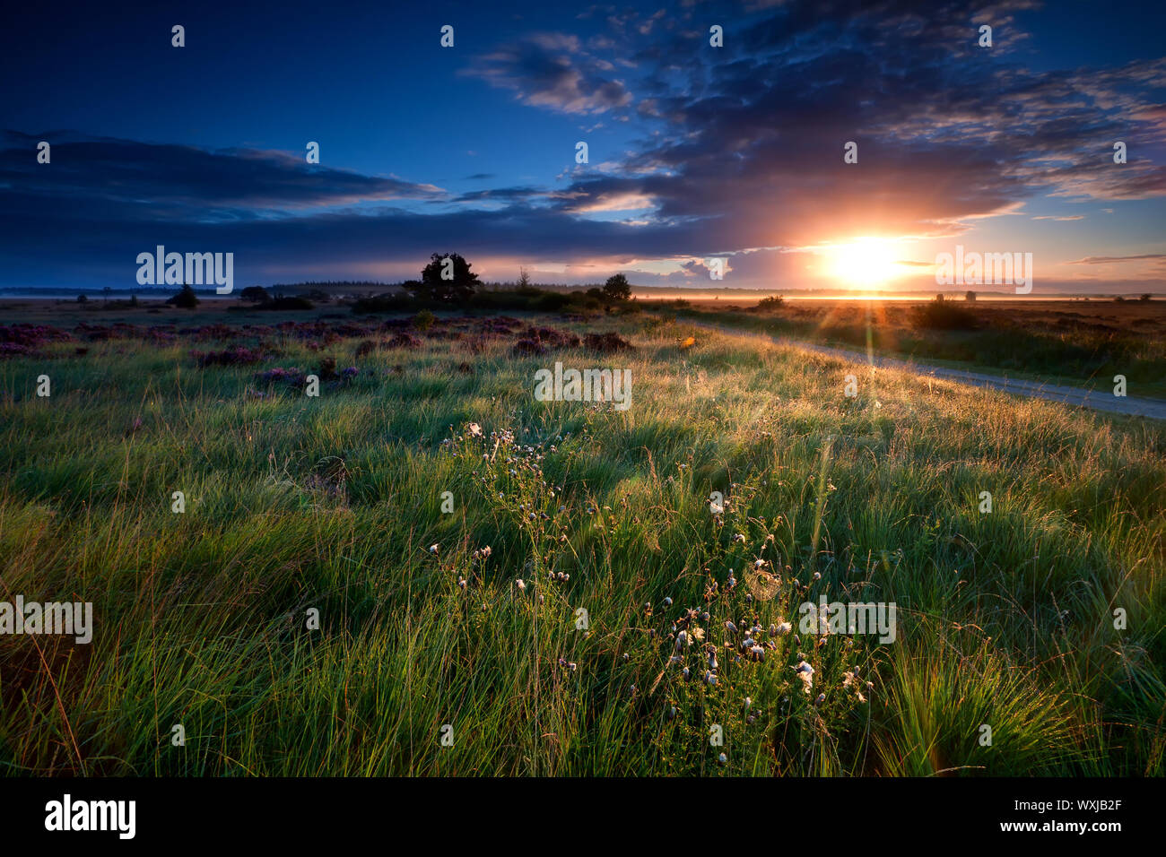 morning sunrise sunbeams over swamp in summer Stock Photo - Alamy