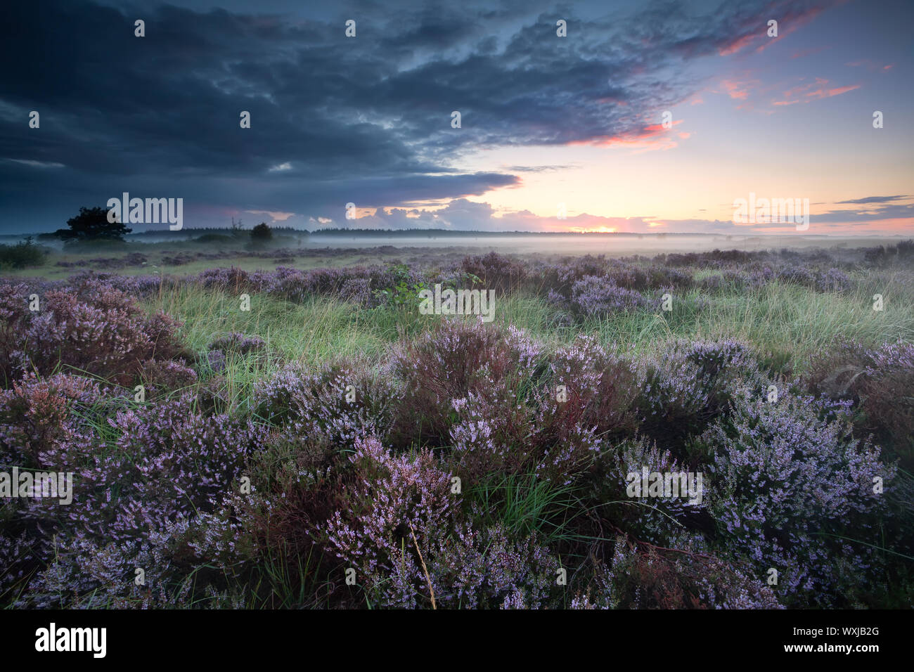 marshes with flowering heather at sunrise Stock Photo - Alamy