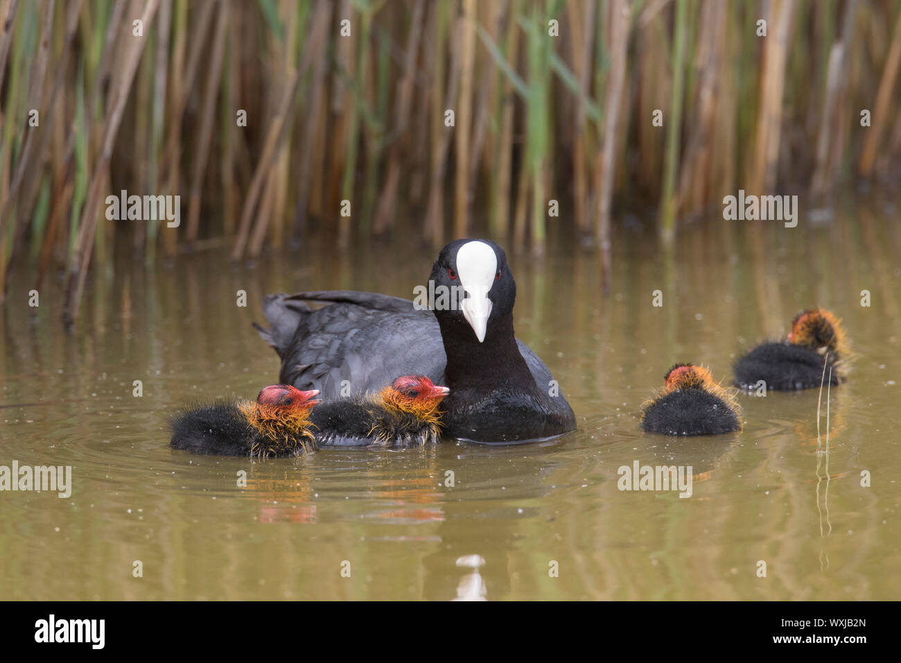 Eurasian Coot (Fulica atra). Parent with chicks on water. Germany Stock ...