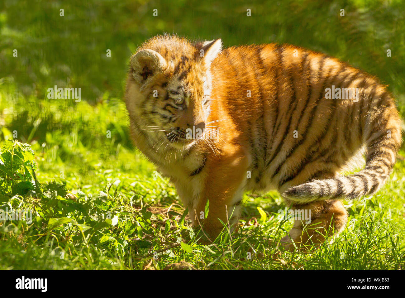 Siberian Tiger Cub Standing Panthera High Resolution Stock Photography ...