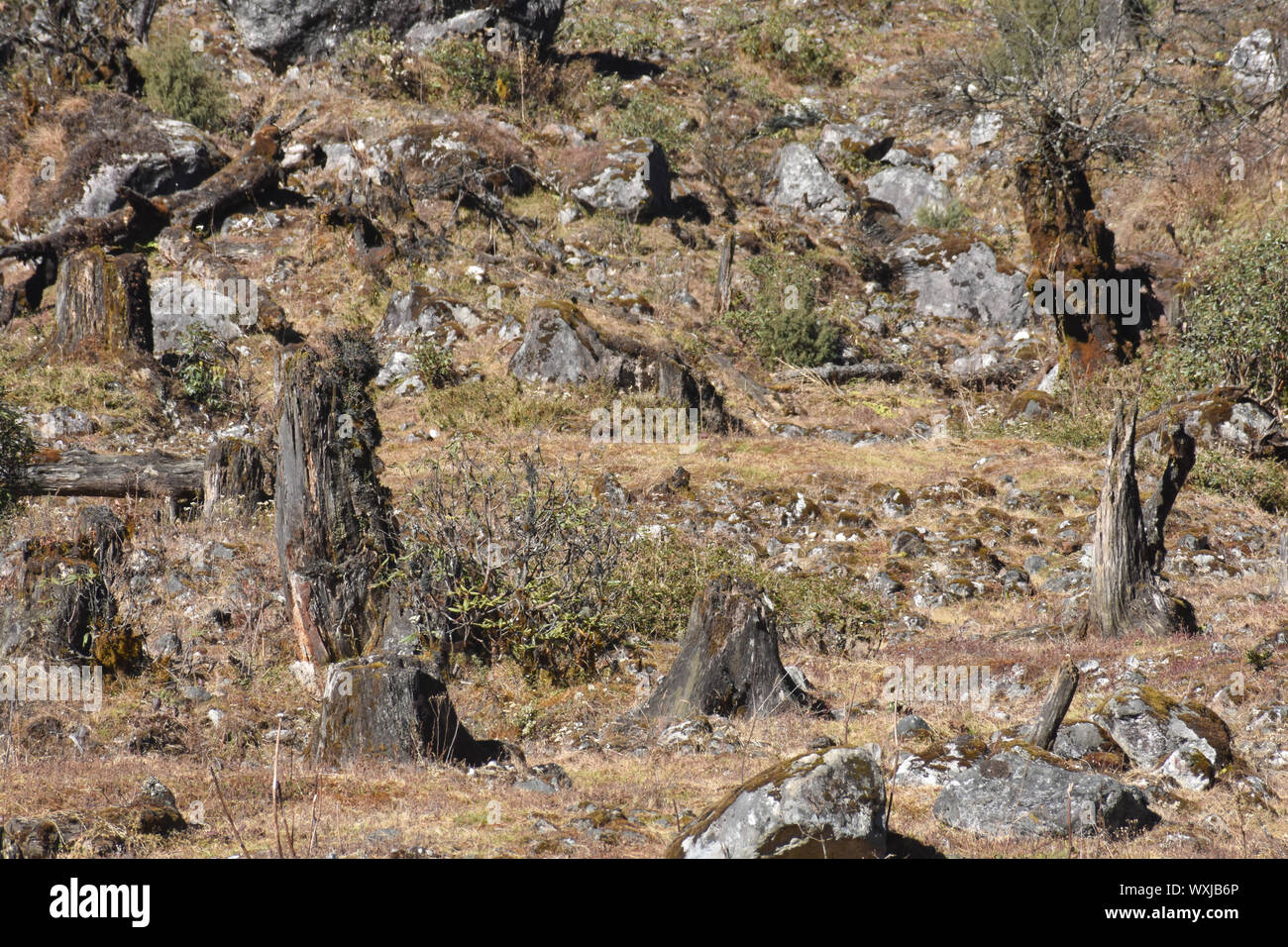 Burning Tree stumps of a fire burned forest with trees cut down after a ...