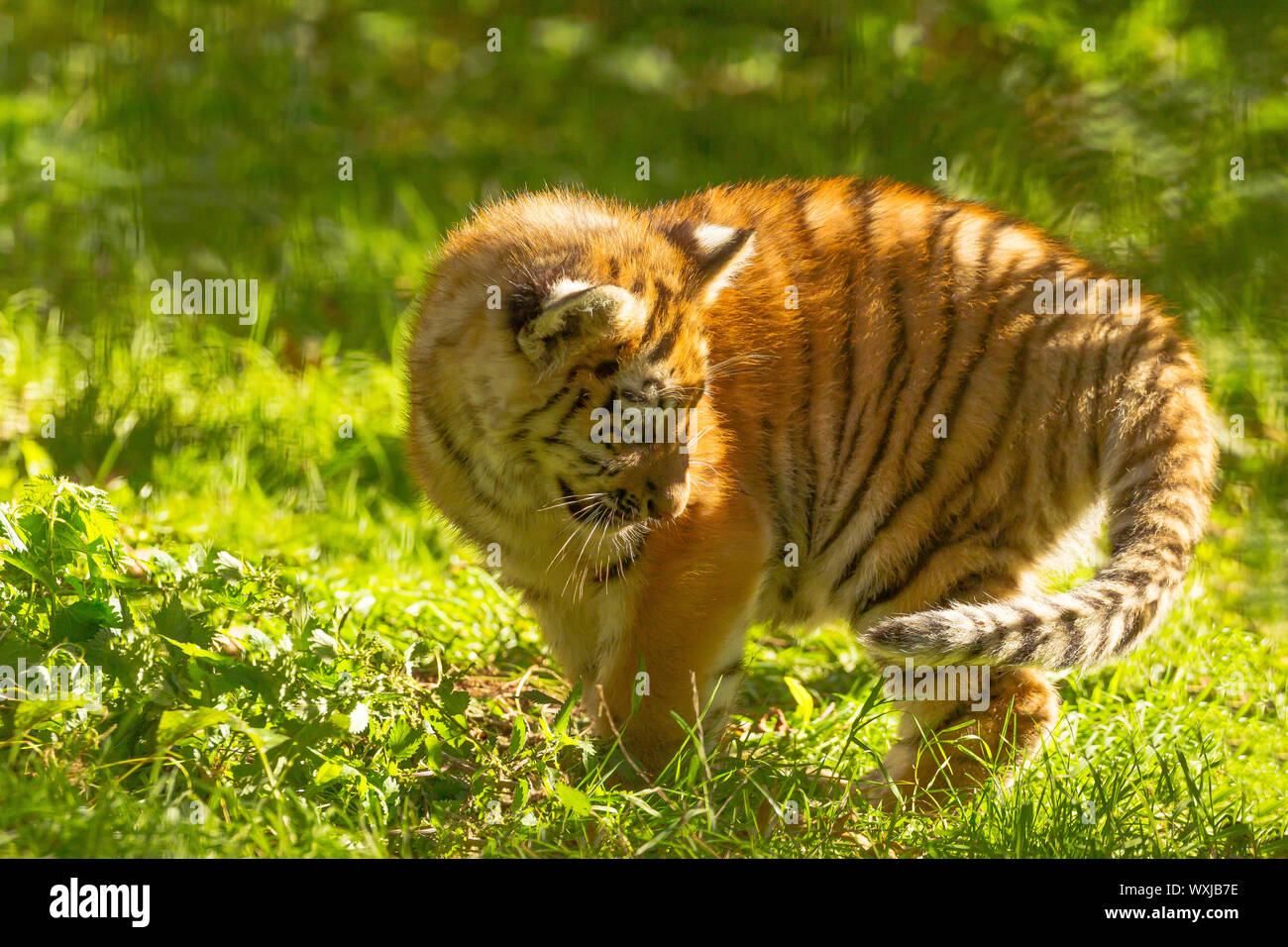 Siberian tiger cub standing panthera hi-res stock photography and ...