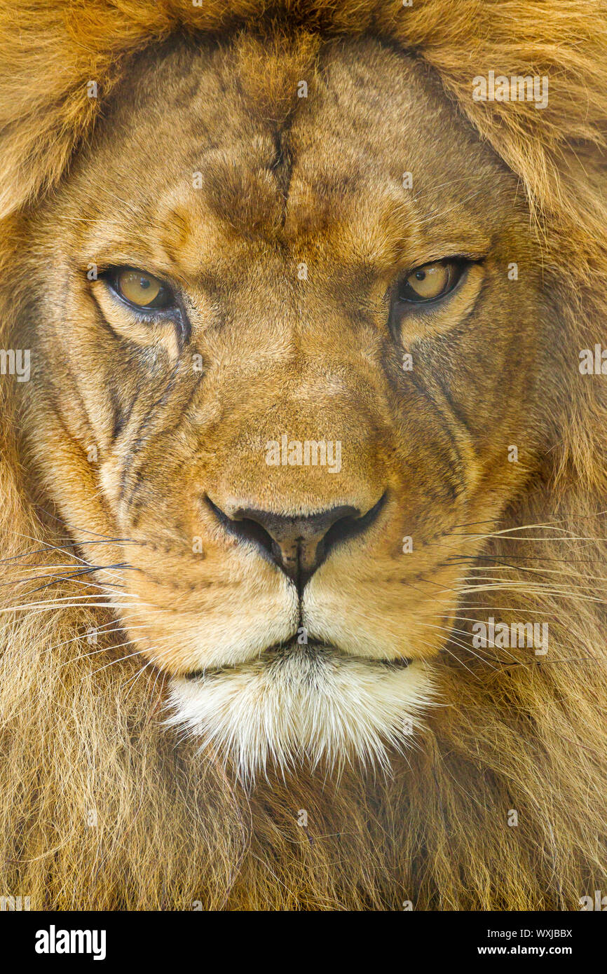 Lion (Panthera leo) Head portrait Stock Photo - Alamy