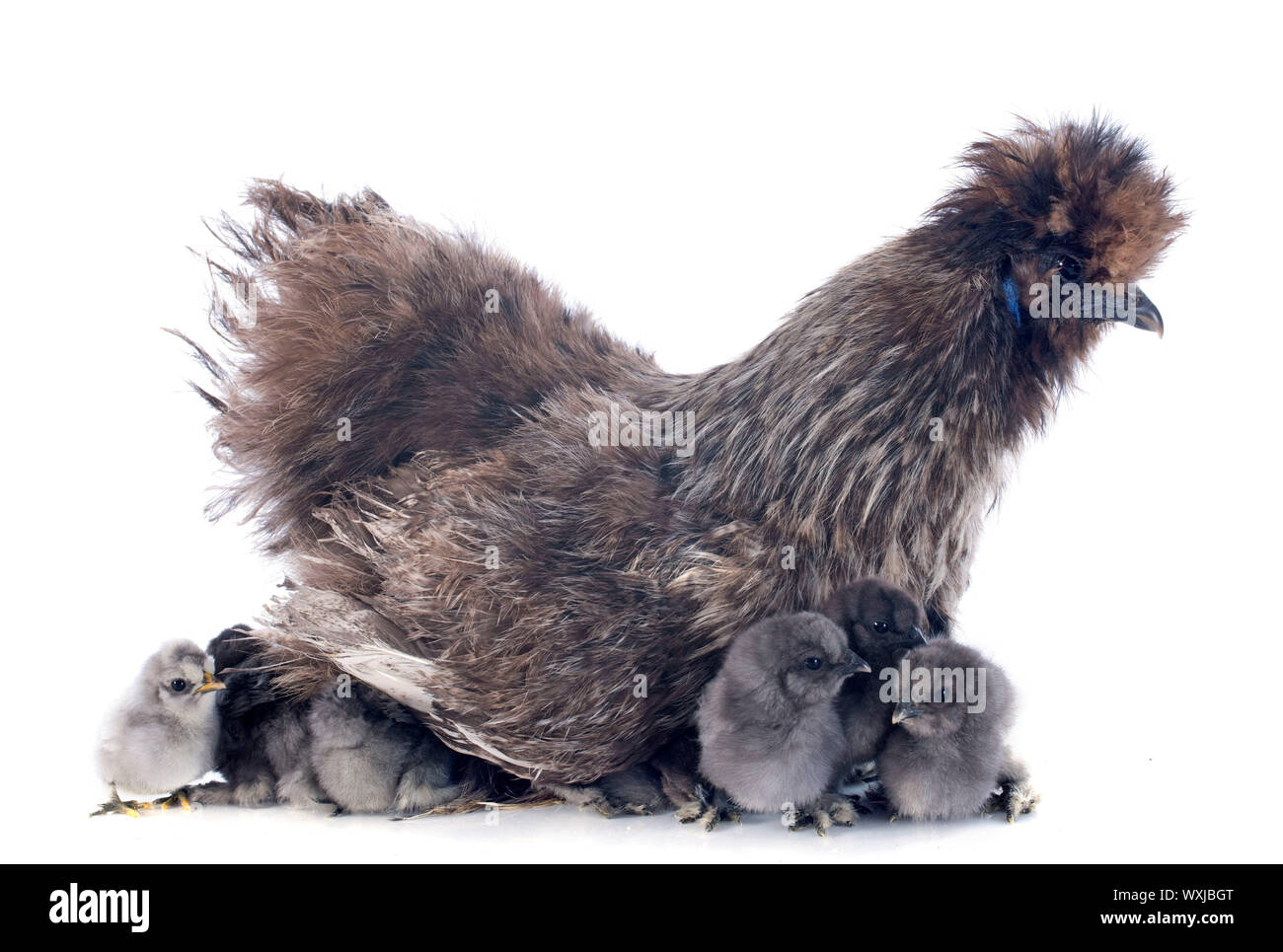 A small bantam silkie and her chicks on a white background Stock Photo ...