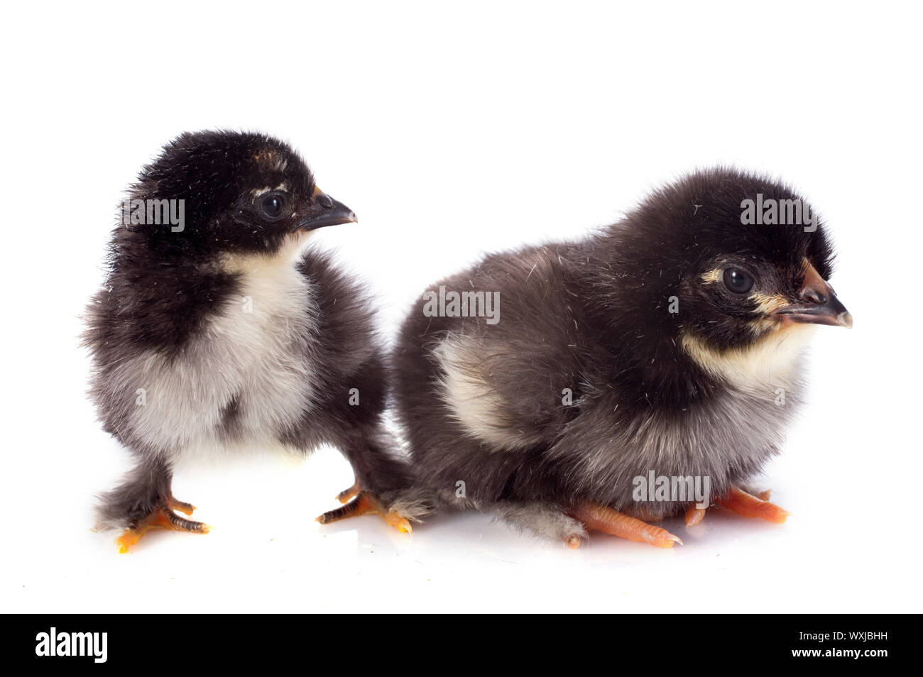 two Marans chicks in front of a white background Stock Photo - Alamy