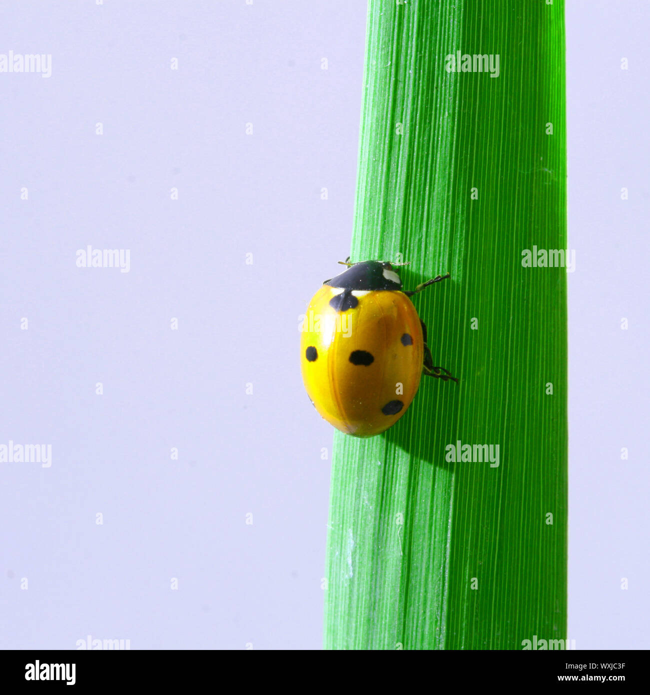 ladybug on grass isolated on white Stock Photo - Alamy